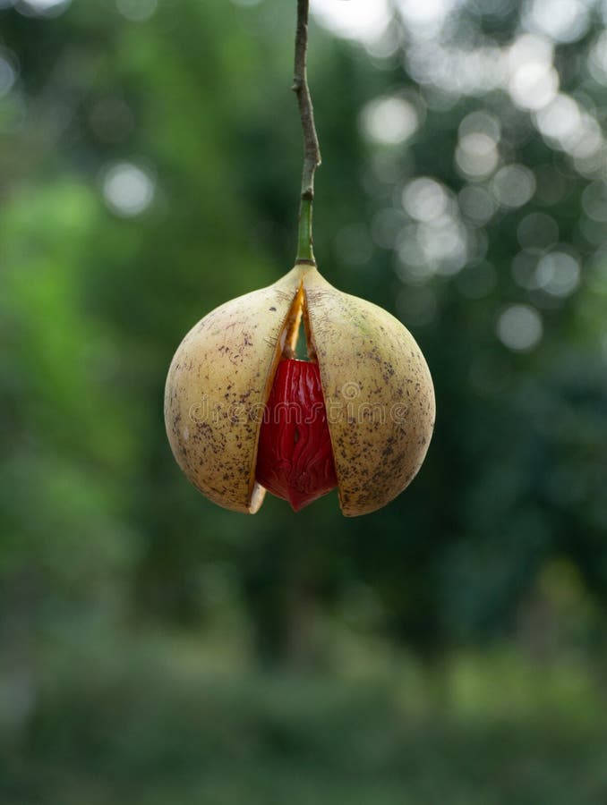 Close Up of Nutmeg in the Tree Stock Photo - Image of harvest, indian ...