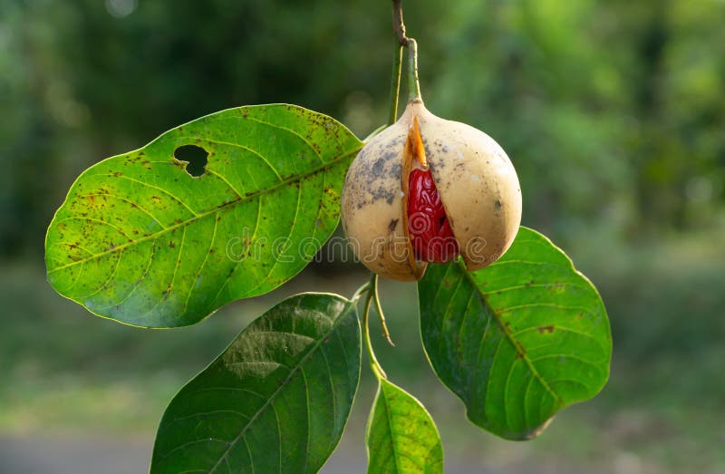 Close Up of Nutmeg in the Tree Stock Image - Image of blossom, berry ...
