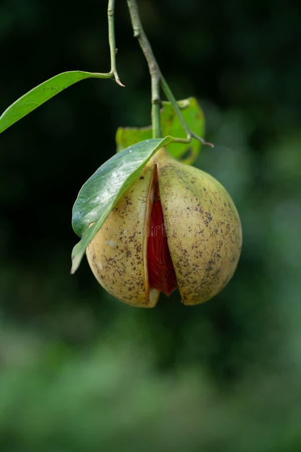 Close Up of Nutmeg in the Tree Stock Photo - Image of health, background: 366465202