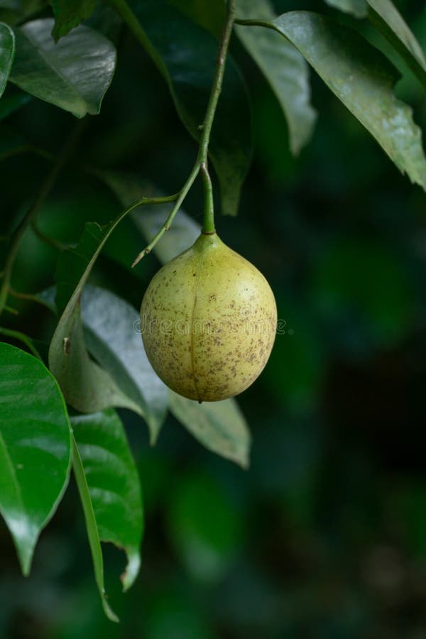 Close Up of Nutmeg in the Tree Stock Image - Image of farmer, aroma ...