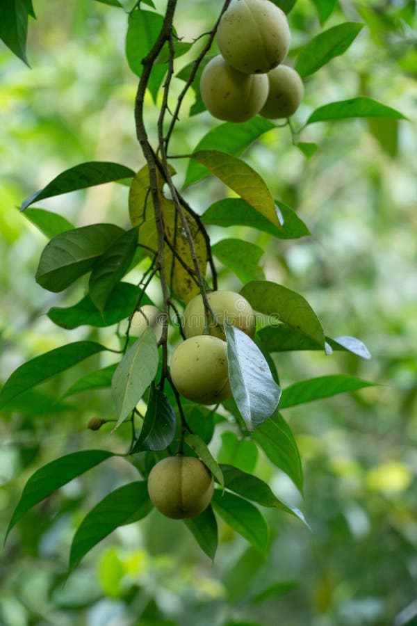 Close Up of Nutmeg in the Tree. Stock Photo - Image of natural, organic ...