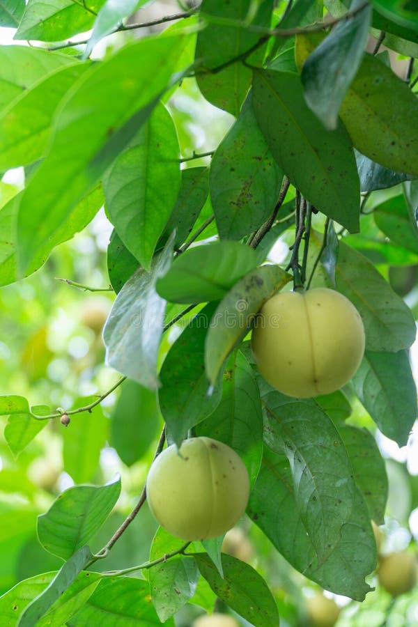 Close Up of Nutmeg in the Tree. Stock Image - Image of harvest ...