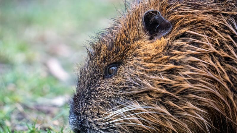 Close-up of a Nutria or Coypu Stock Image - Image of rock, capybara ...