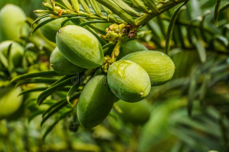 Close Up of Nuts on a Branch of a Tree. Stock Image - Image of park ...
