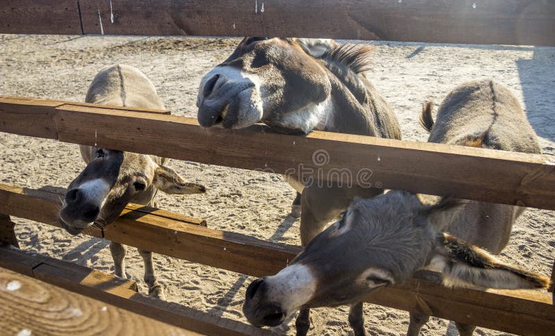 A Three Funny Donkeys Behind a Wooden Fence Stock Photo - Image of ... A Three Funny Donkeys Behind a Wooden Fence Stock Photo - Image of ...