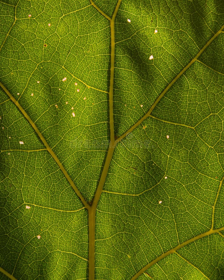 Close Up of an Oak Tree Leaf Stock Photo - Image of ecology, backlit ...