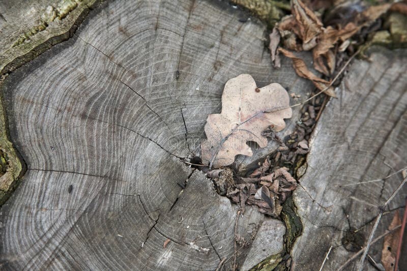 A Close-up of an Oak Tree Stump and a Dry Oak Leaf on it. Stock Photo ...