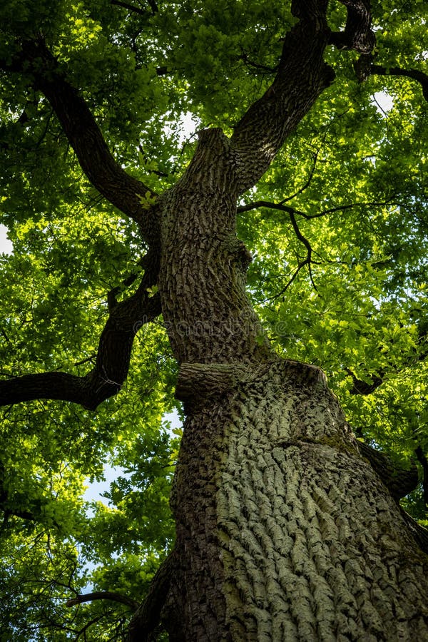Close-up of Oak Tree Trunk. Stock Image - Image of plant, timber: 230013871