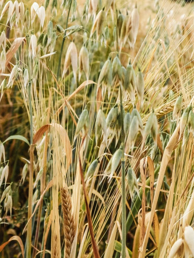 Close up of oat field stock image. Image of cultivation - 359185635