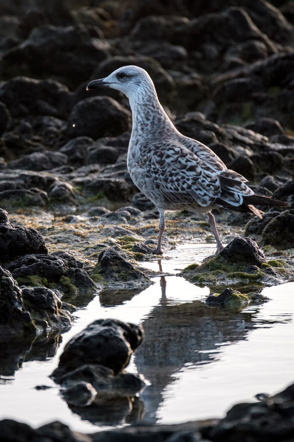 Close-up of an Ocean Gull on Rocks by the Water Stock Photo - Image of ...
