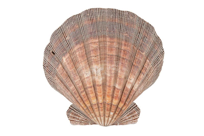 Close Up of Sea Shell. Textured Background Wallpaper, Beach. Ocean ...
