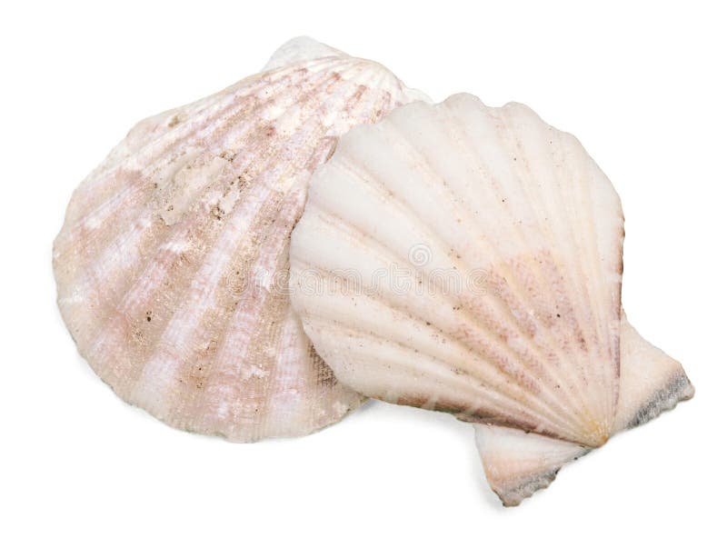 Close Up of Ocean Shells Isolated on White Stock Image - Image of ...