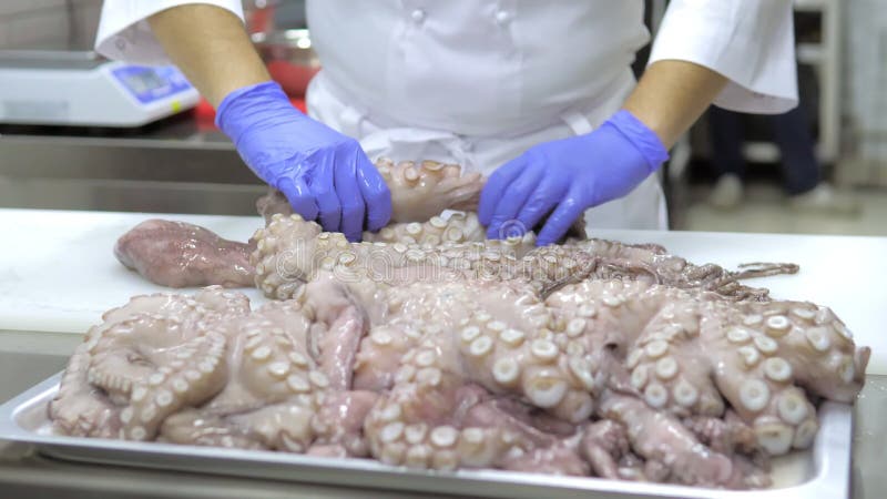 Close-up of an Octopus. a Chef in Blue Gloves Massages an Octopus on ...