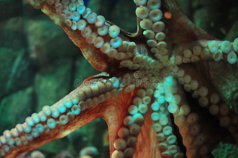 Close Up of the Octopus Legs and Octopus Suckers Stock Photo - Image of ...