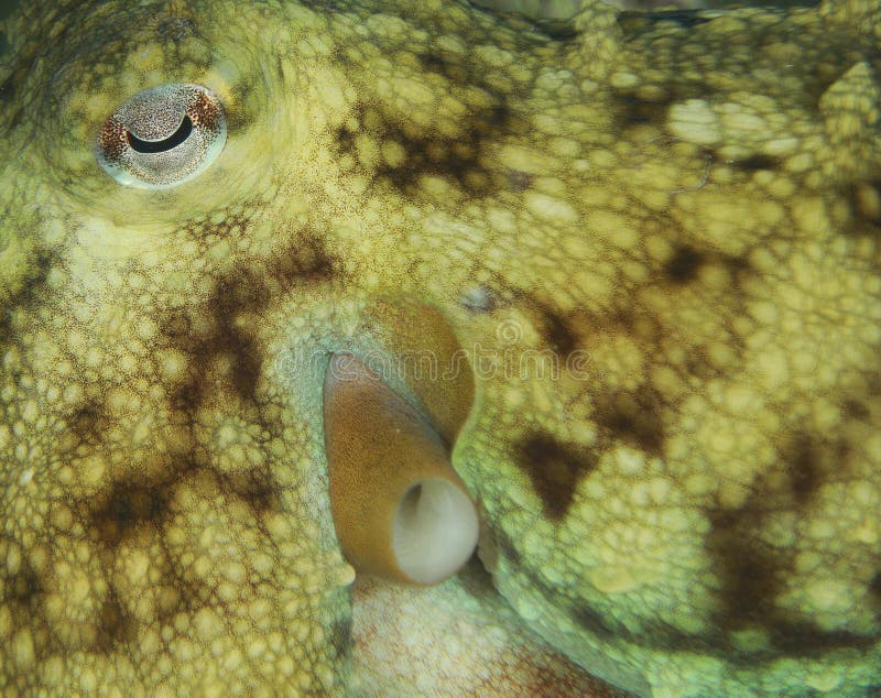 Close-up of an Octopus in the Sea Stock Image - Image of marine ...
