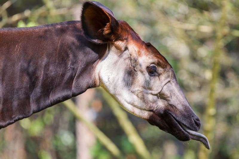 Okapi Eating Stock Photos - Free & Royalty-Free Stock Photos from ...