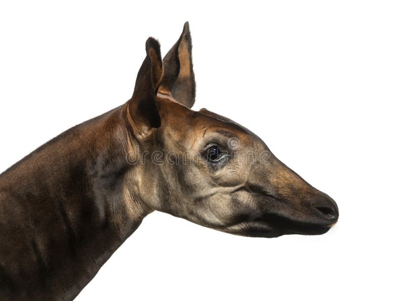 Close-up Of An Okapi Profile, Okapia Johnstoni, Isolated Royalty Free ...
