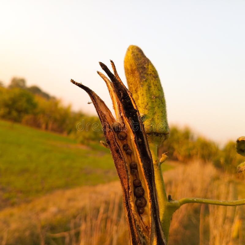 Close Up of Okra. Okra. Okra Vegetable. Lady Finger. Lady Finger Plant ...