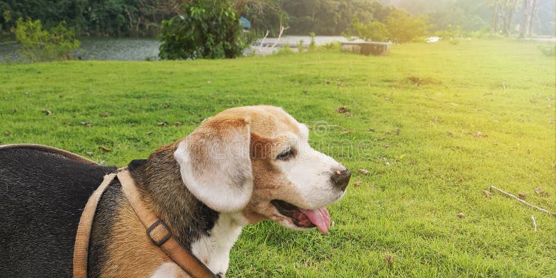 Close Up of Old Beagle Dog Standing in Park Stock Image - Image of ...