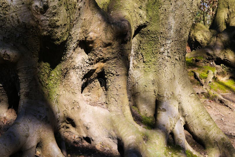 Close Up of Old Beech Tree Roots in German Forest - Germany Stock Image ...