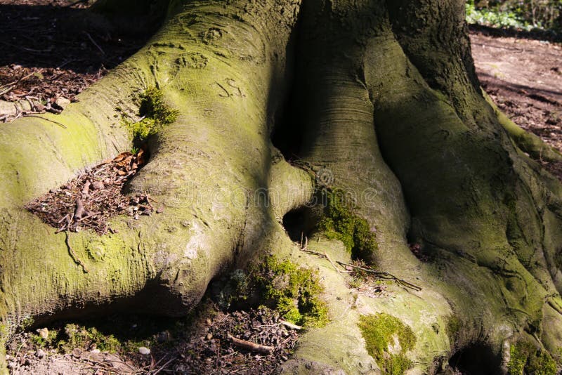 Close Up of Old Beech Tree Roots in German Forest - Germany Stock Photo ...