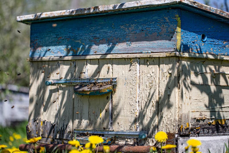 Close Up of an Old Beehive with Bees Stock Photo - Image of fresh, farm ...