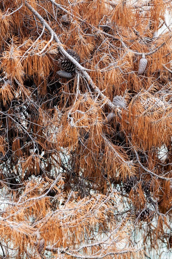 Close Up of an Old Brown Pine Tree on Mediterranean Seaside, Greece ...
