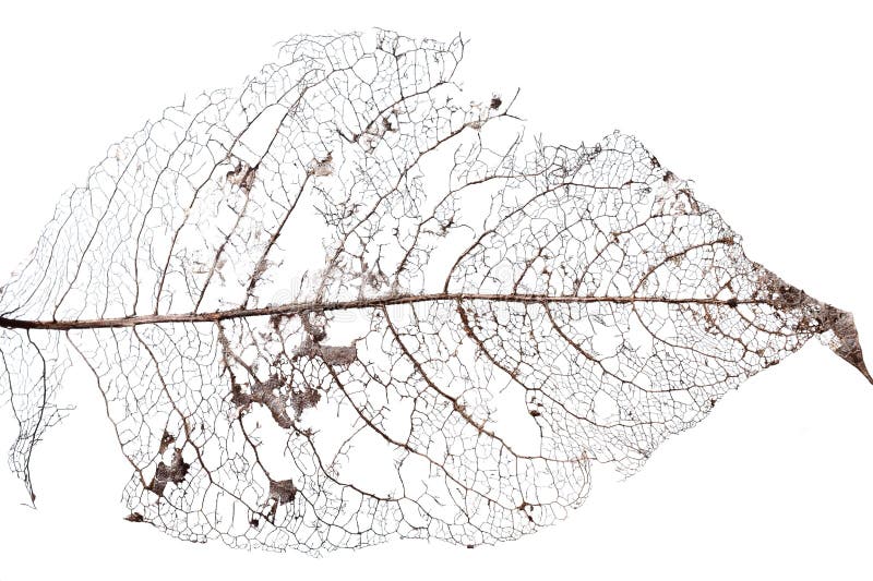 Dacay of an old leaf stock photo. Image of close, decaying - 250319142