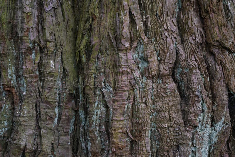 Old Dry Tree Bark Texture and Background Stock Photo - Image of grain ...
