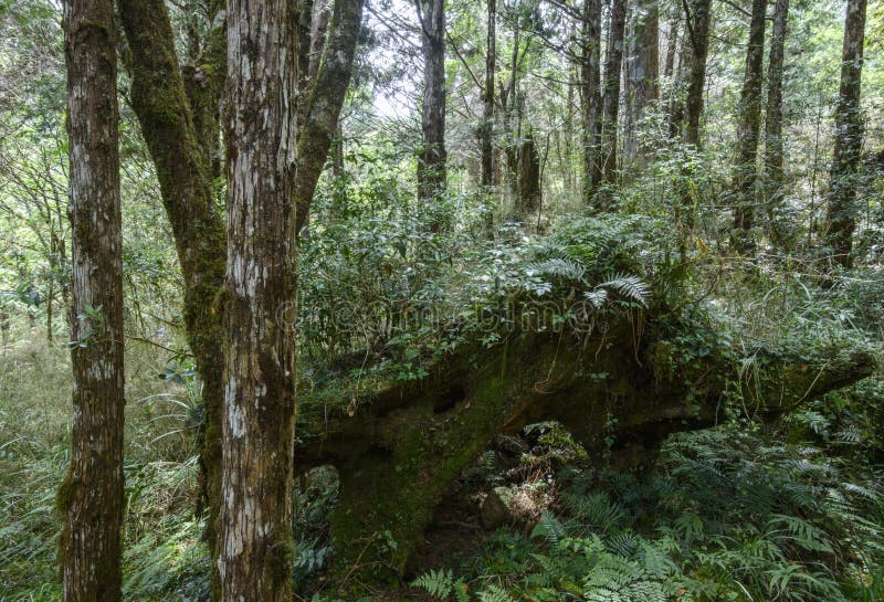 A Stump with the Roots of an Old Tree Stock Image - Image of decay ...