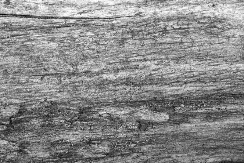 Closeup of an old tree stock photo. Image of design - 105080812