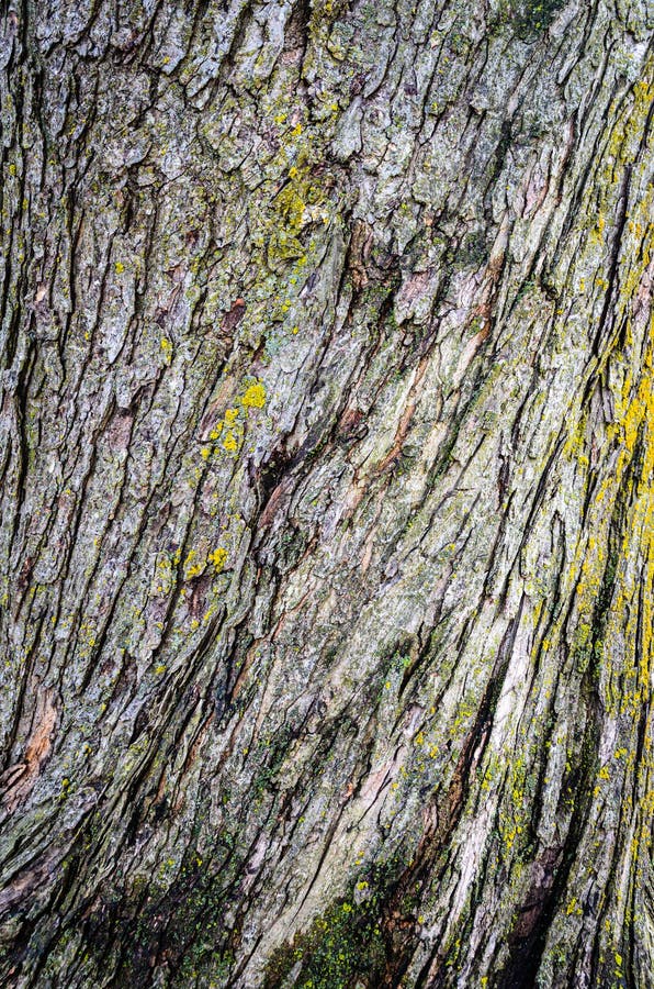 Close-up of Old Growth Tree Bark Showing Deep Grains of Bark Stock ...