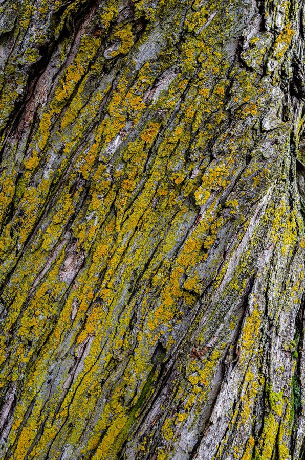 Close-up of Old Growth Tree Bark with Lichen Stock Photo - Image of ...