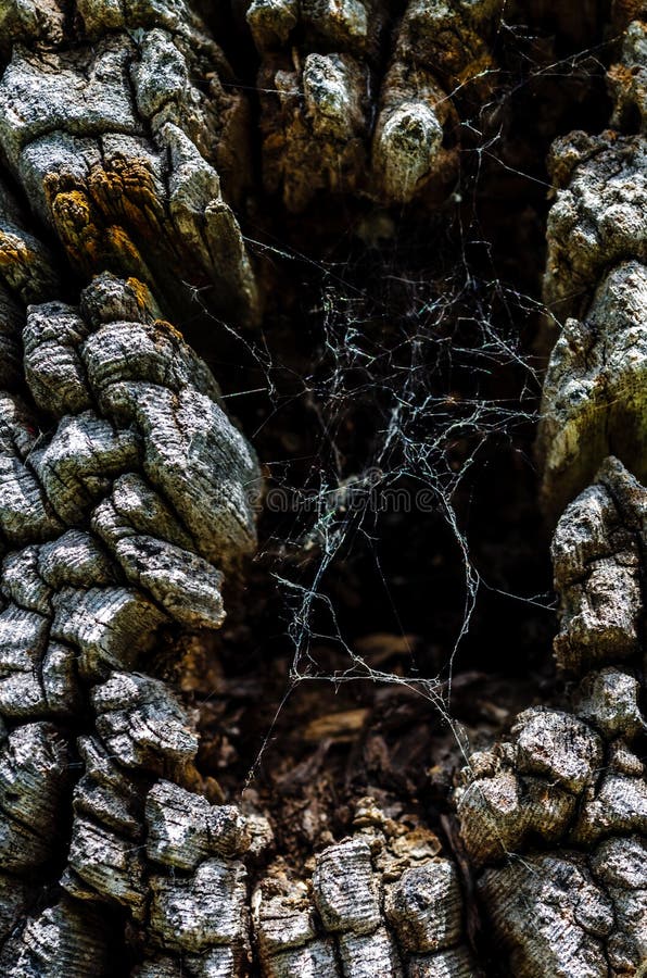 Close-up of an Old Log Cabin Timber End with a Spider Web Occupying the ...