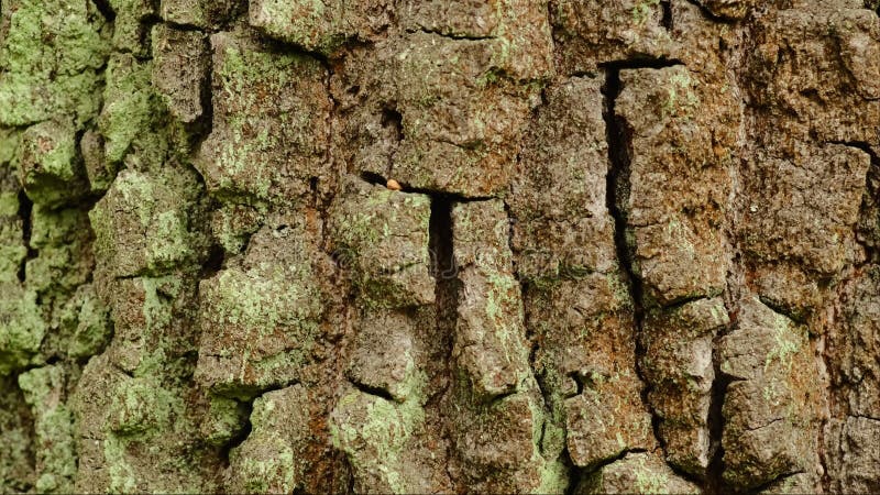Close-up of Old Oak Tree Bark Texture in Forest, 4K Stock Video - Video ...