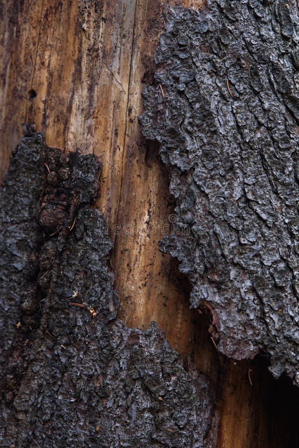 Close Up of an Old Pine Bark Eaten by Insects Stock Image - Image of ...