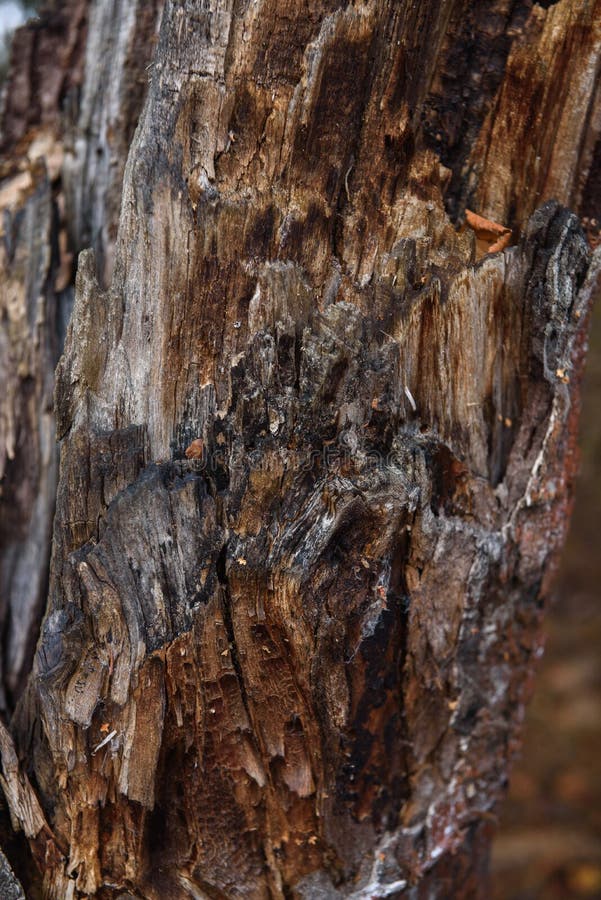 Close Up of an Old Pine Bark Eaten by Insects Stock Photo - Image of ...