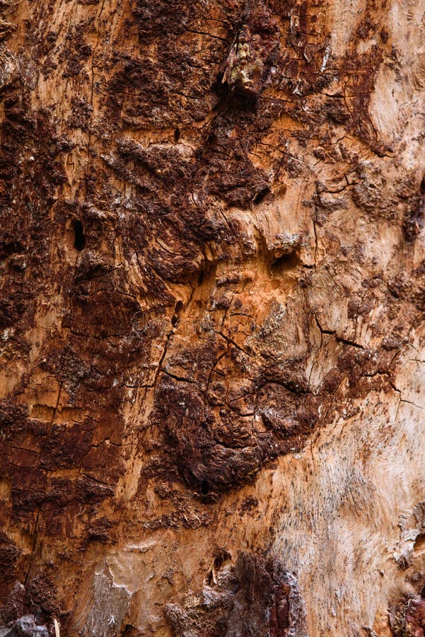 Close Up of an Old Pine Bark Eaten by Insects Stock Photo - Image of ...