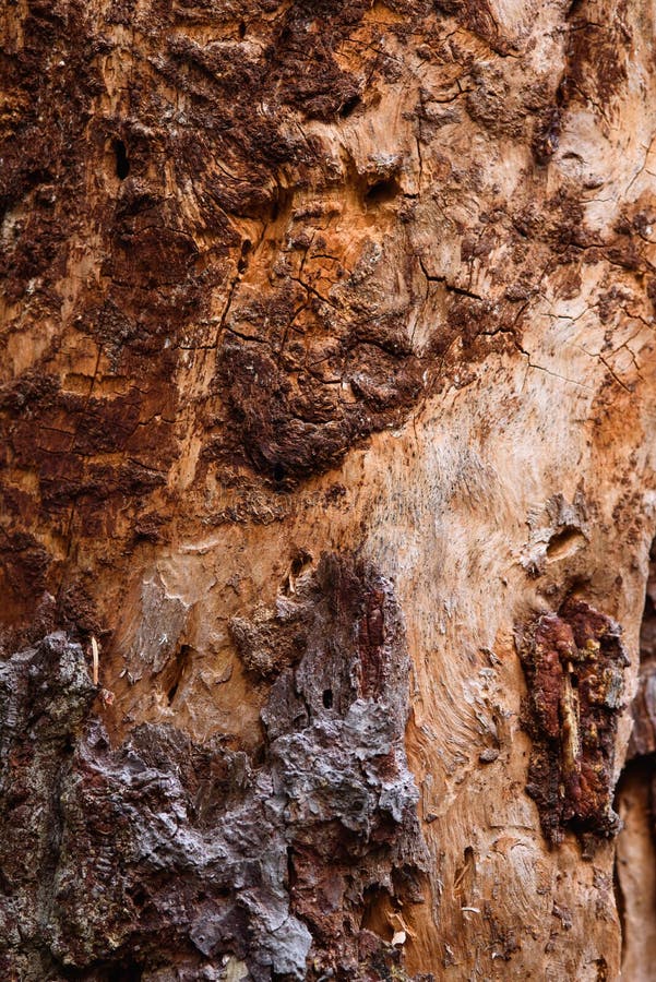 Close Up of an Old Pine Bark Eaten by Insects Stock Photo - Image of ...
