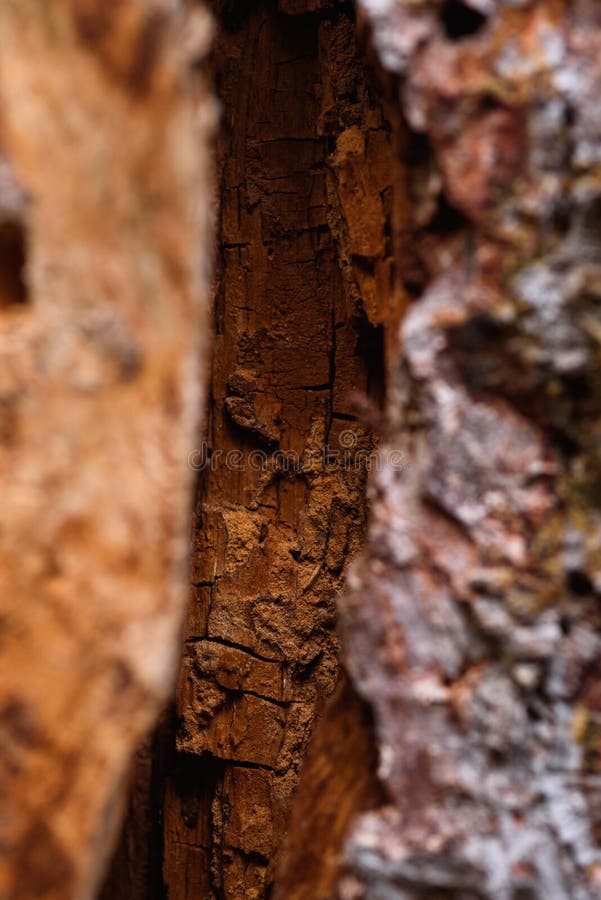 Close Up of an Old Pine Bark Eaten by Insects Stock Image - Image of ...