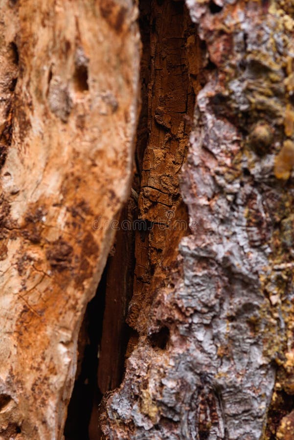 Close Up of an Old Pine Bark Eaten by Insects Stock Photo - Image of ...