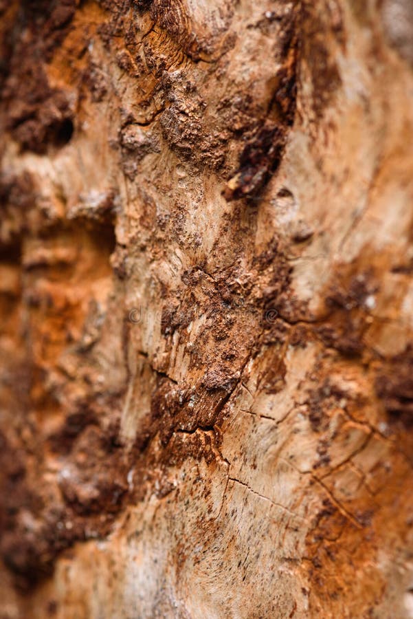 Close Up of an Old Pine Bark Eaten by Insects Stock Image - Image of ...