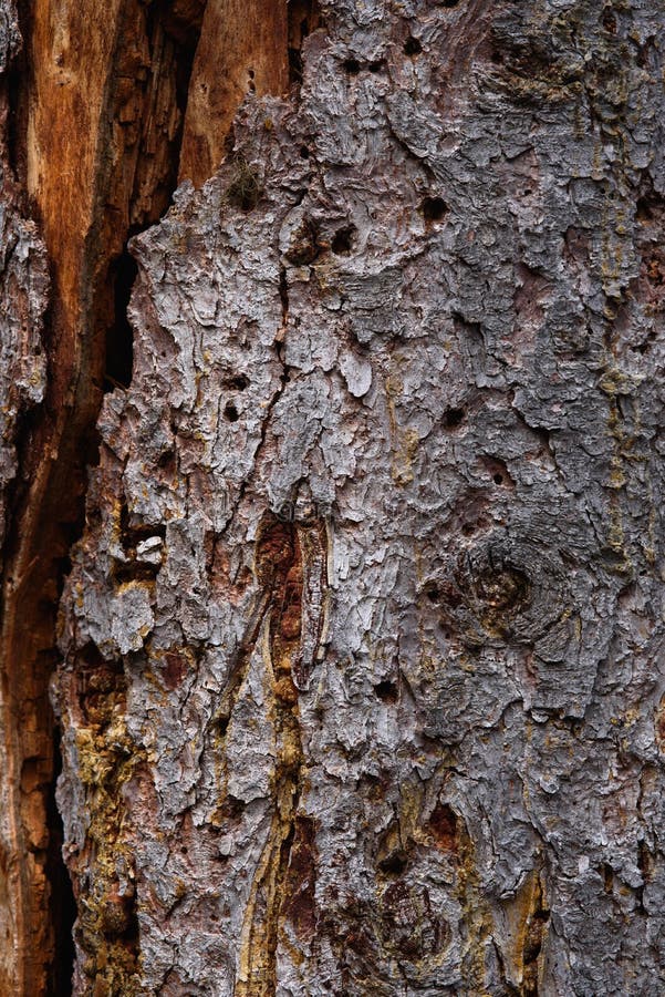 Close Up of an Old Pine Bark Eaten by Insects Stock Photo - Image of ...