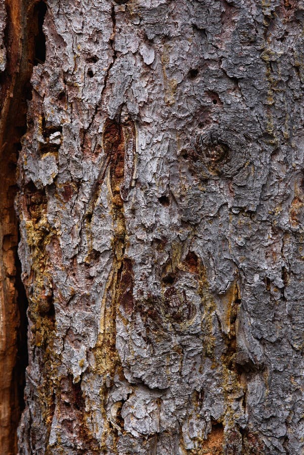 Close Up of an Old Pine Bark Eaten by Insects Stock Photo - Image of ...