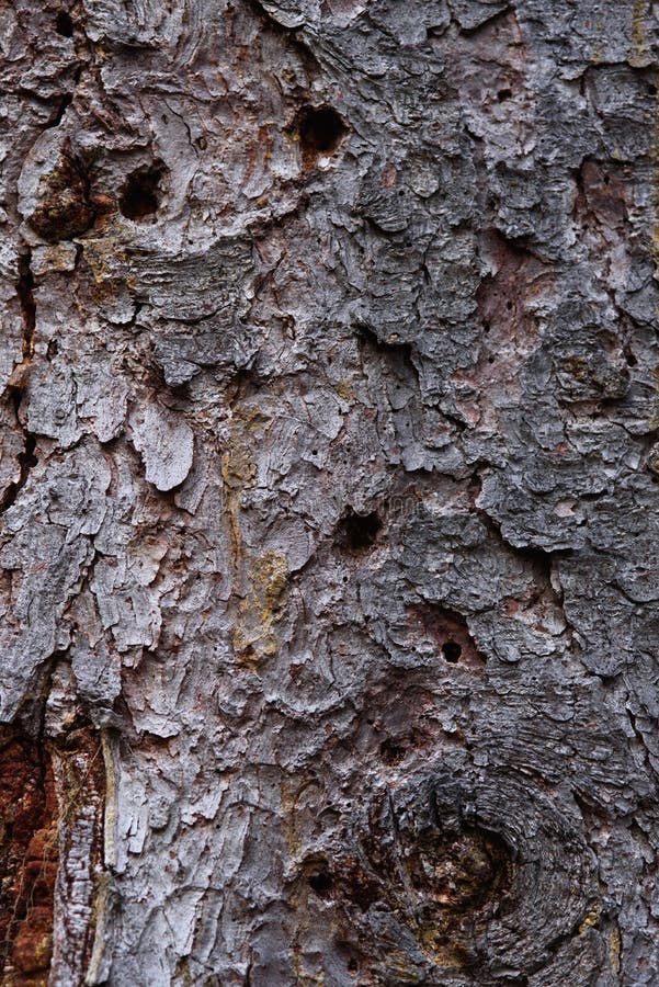 Close Up of an Old Pine Bark Eaten by Insects Stock Image - Image of ...