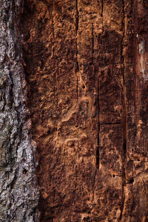 Close Up of an Old Pine Bark Eaten by Insects Stock Image - Image of ...