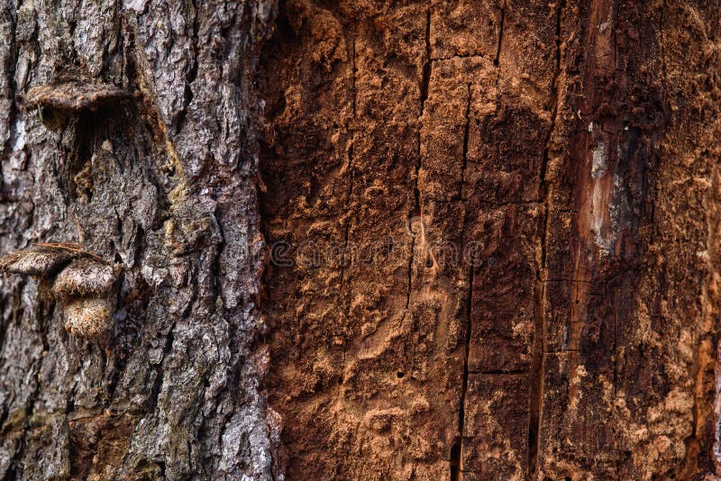 Close Up of an Old Pine Bark Eaten by Insects Stock Photo - Image of ...