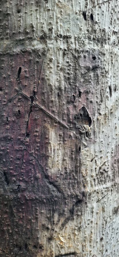 Close-up of an Old Pine Tree Trunk with Some Naturally Occurring ...