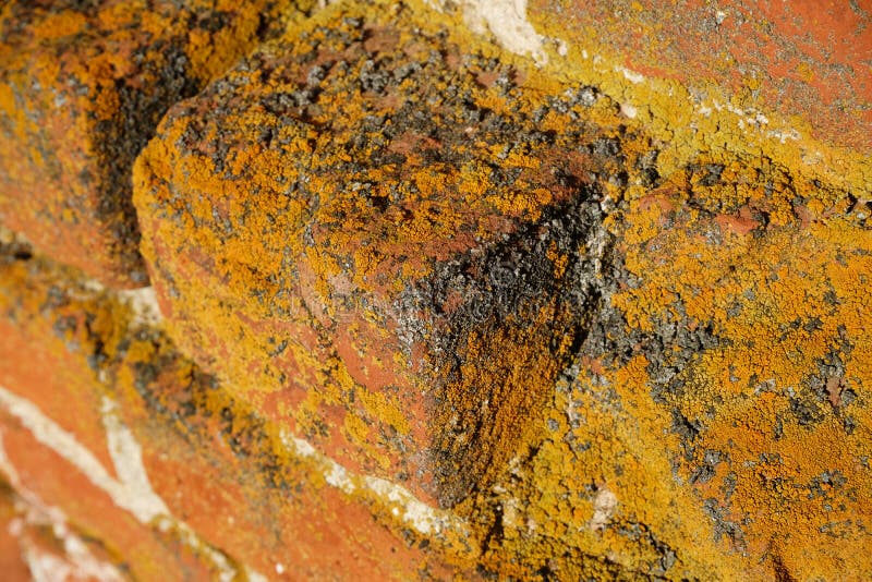 Close-up of an Old Red-brown Stone Wall with Yellow Moss Stock Photo ...