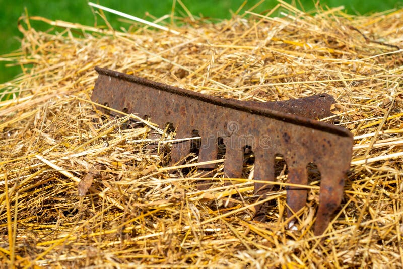 Close Up of the Old Rusty Metal Part of the Rake Lying on the Yellow ...